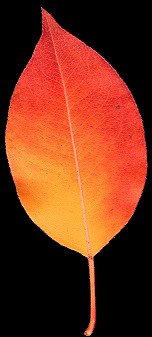 Leaves on a scanner