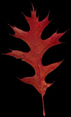 Leaves on a scanner