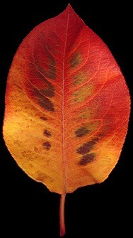 Leaves on a scanner